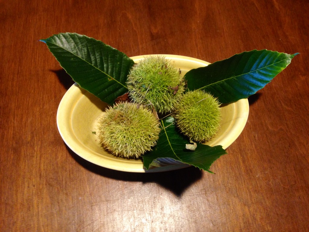 Nuts for Wildlife - The National Wildlife Federation Blog