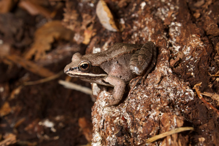 Frogs That Freeze Solid - The National Wildlife Federation Blog