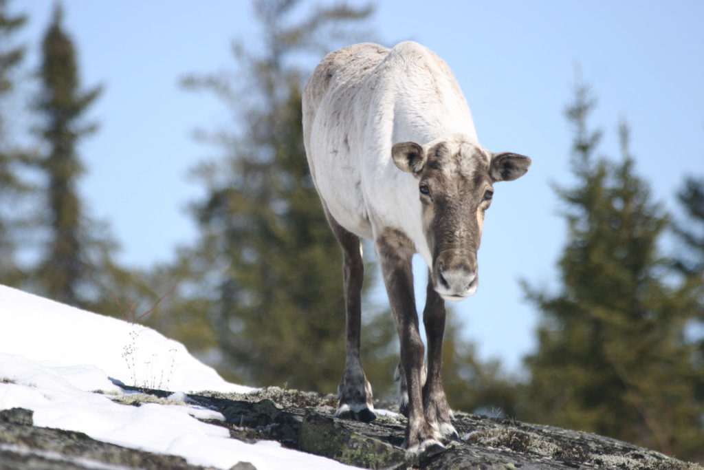 10 Festive Facts About Reindeer - The National Wildlife Federation Blog