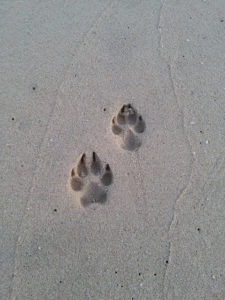 Who Goes There? Identifying Animal Tracks In Your Backyard - The ...