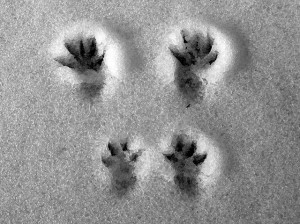 Who Goes There? Identifying Animal Tracks In Your Backyard : The ...