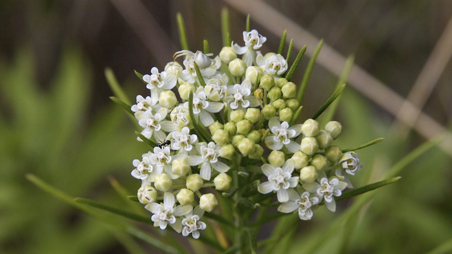 Twelve Native Milkweeds for Monarchs - The National Wildlife Federation ...