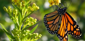 Six Ways to Save Monarchs - The National Wildlife Federation Blog