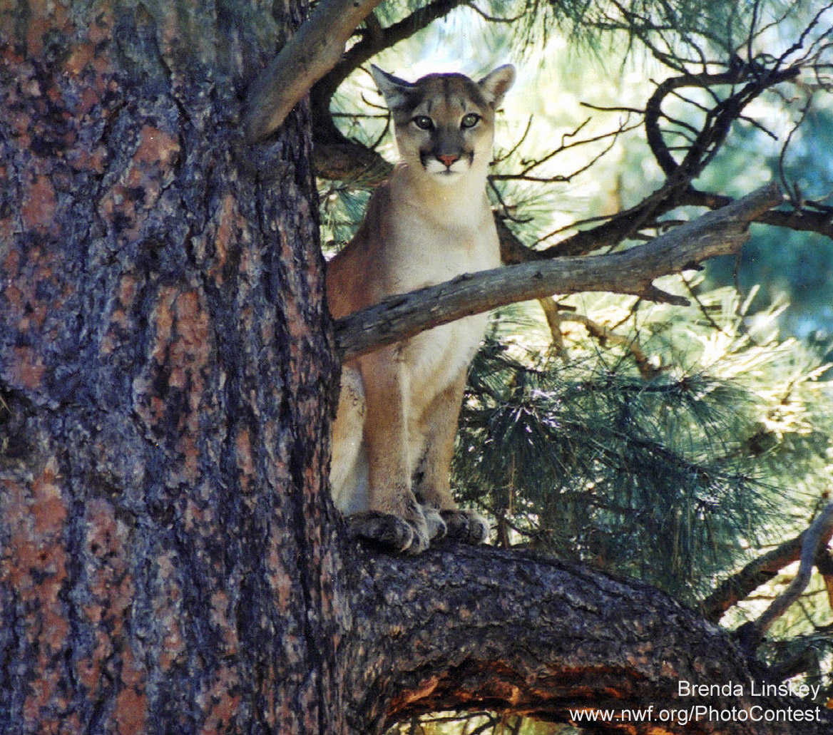 Ten Favorite Trees for Wildlife - The National Wildlife Federation Blog