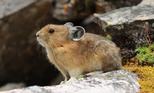 What the Federal Budget Means for Wildlife: Climate Change - The ...