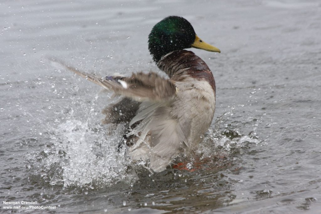 Historic Day for Clean Water - The National Wildlife Federation Blog