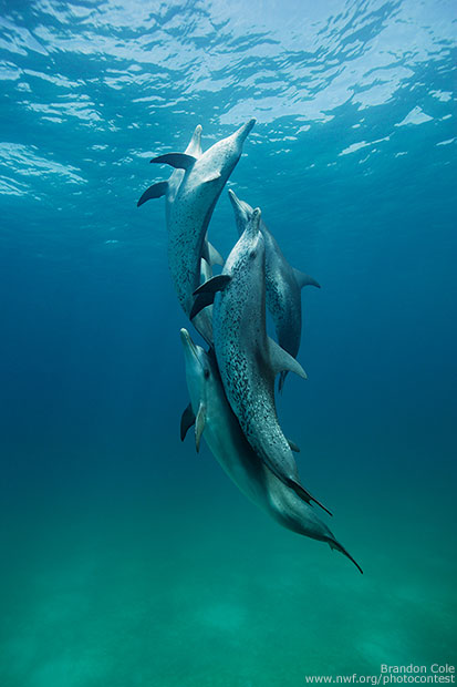 Celebrating World Oceans Month - The National Wildlife Federation Blog