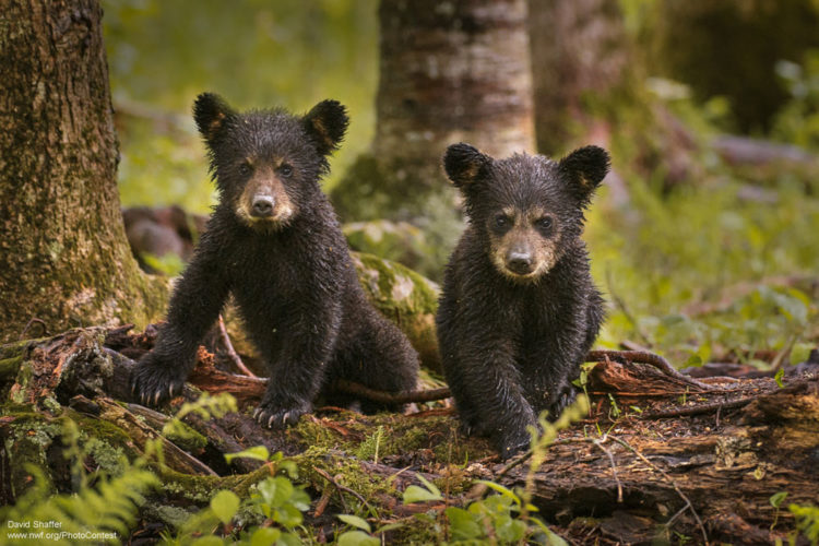 16 Photographs of Animals Caught in the Rain - The National Wildlife ...