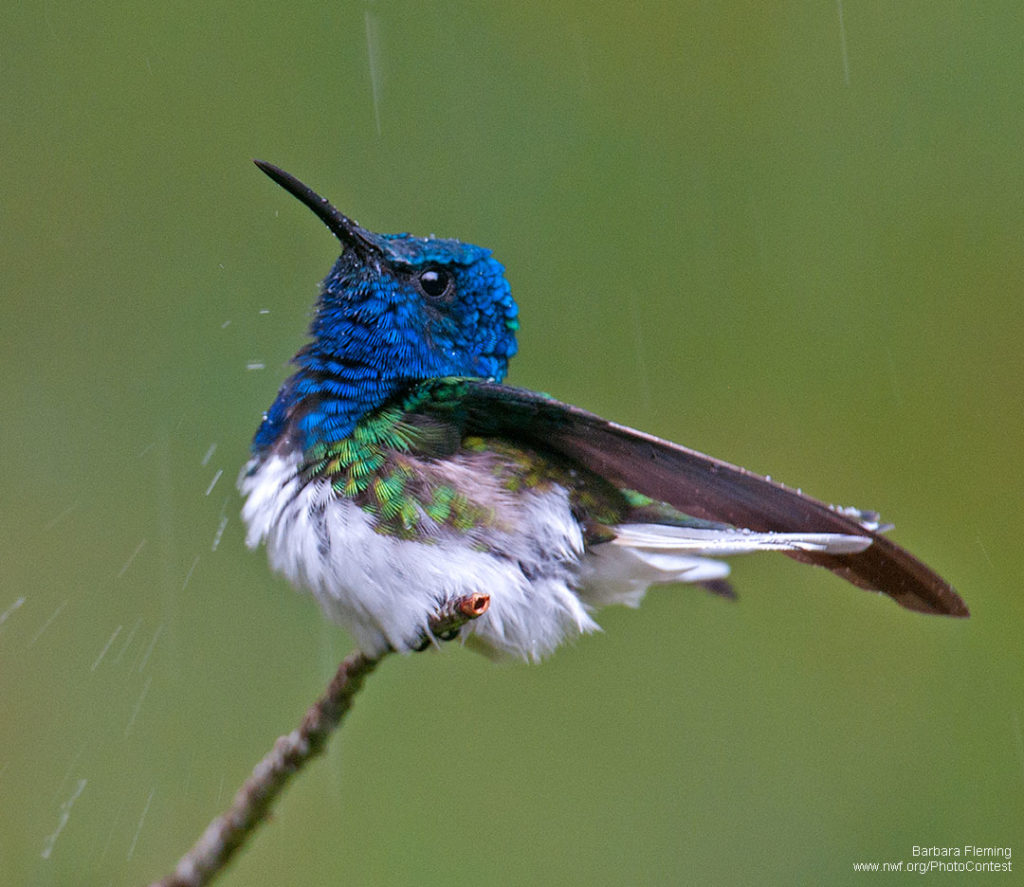 16 Photographs of Animals Caught in the Rain - The National Wildlife ...