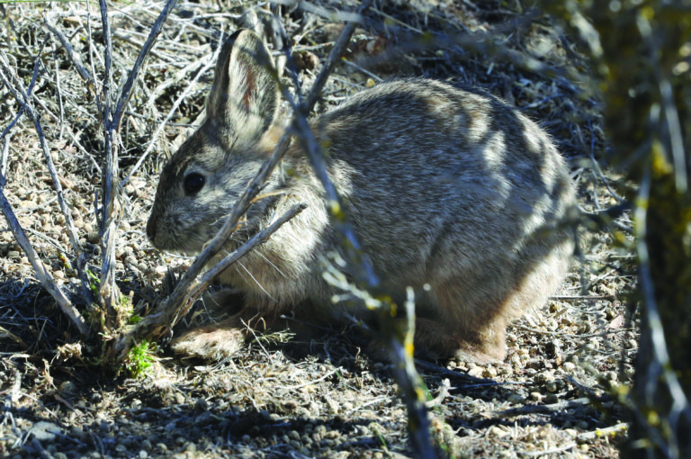 Meet Five Species Counting on the Greater Sage-grouse - The National ...