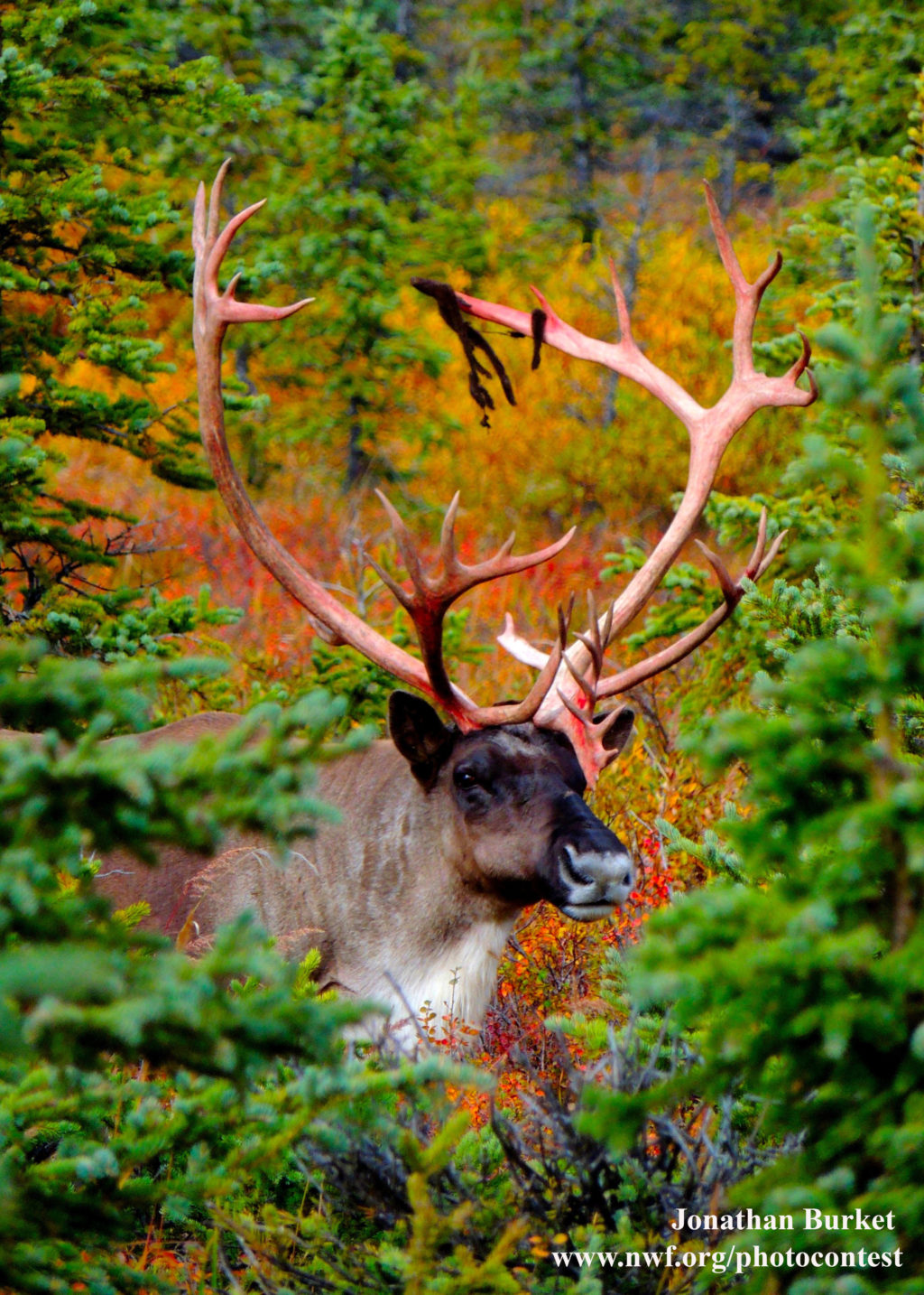 Protecting Home for Wildlife in the Arctic - The National Wildlife ...