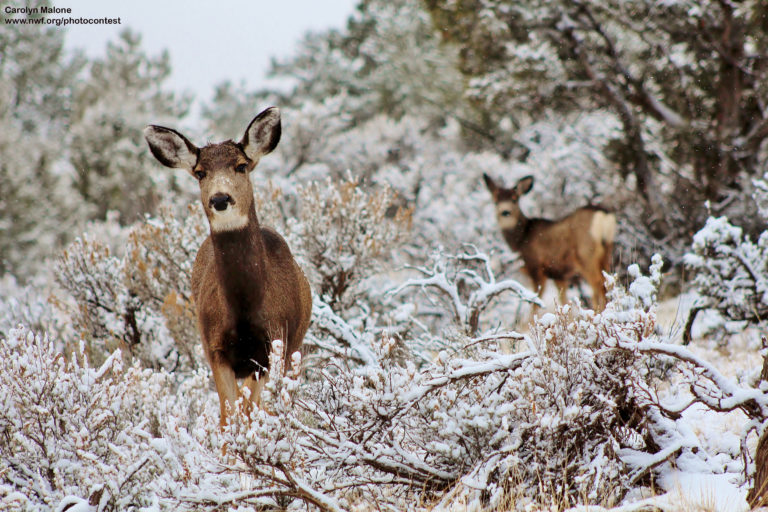 Meet Five Species Counting on the Greater Sage-grouse - The National ...