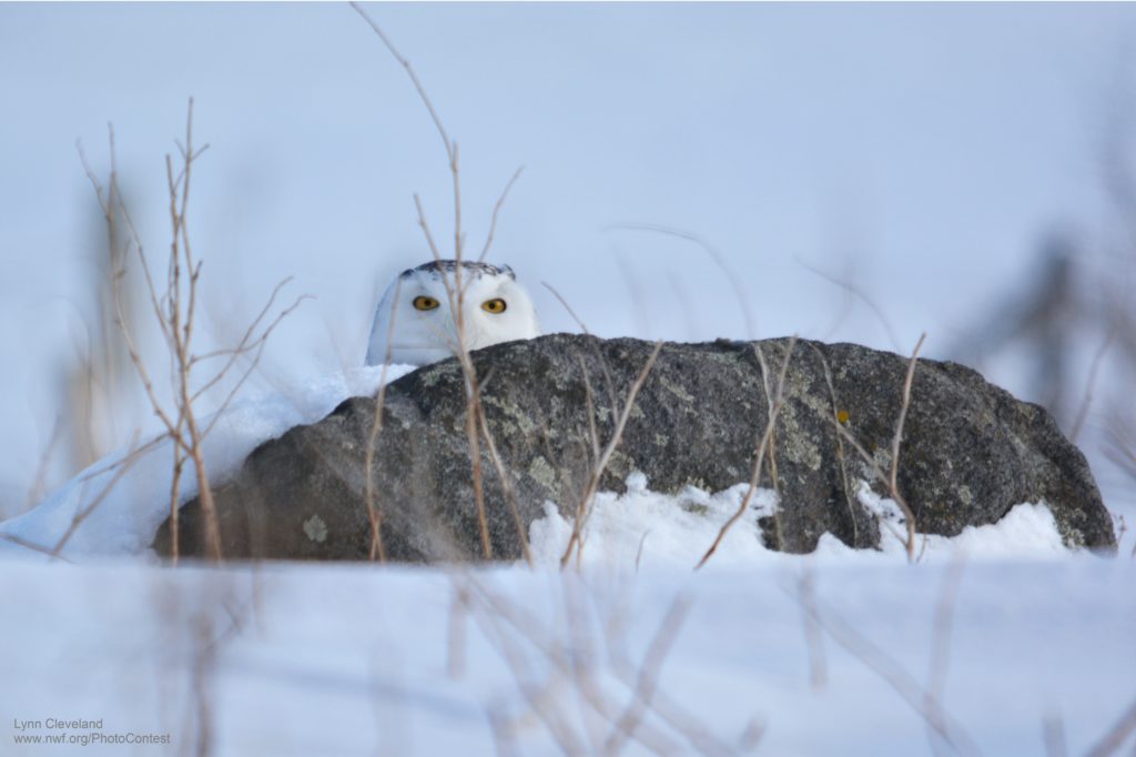 Winter Havens for Snowy Owls - The National Wildlife Federation Blog