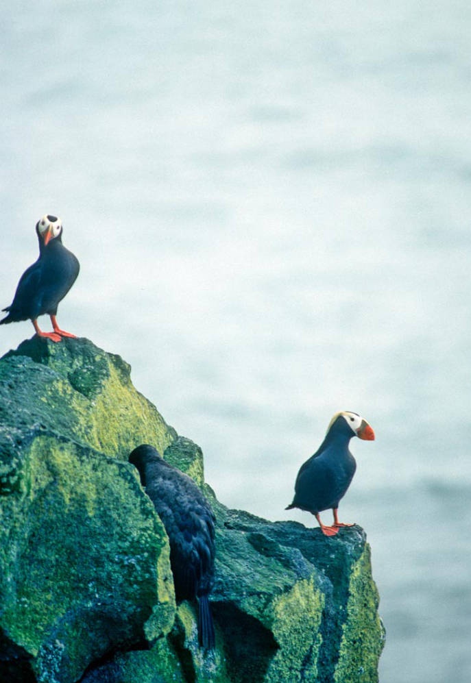Puffins on the Pacific - The National Wildlife Federation Blog