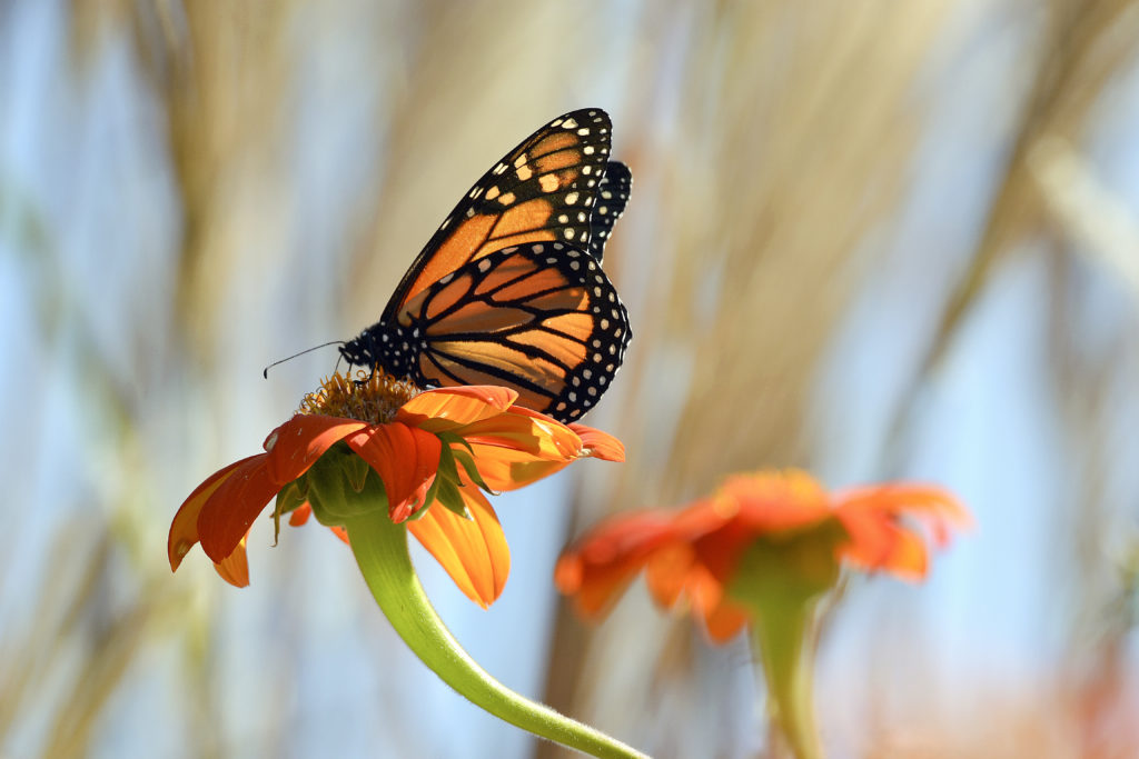 Monarch Butterflies in National Parks - The National Wildlife ...