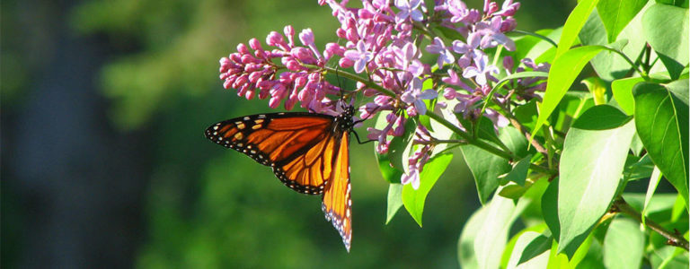 Monarch Butterflies in National Parks - The National Wildlife ...