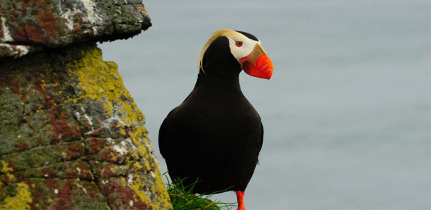 Puffins on the Pacific - The National Wildlife Federation Blog