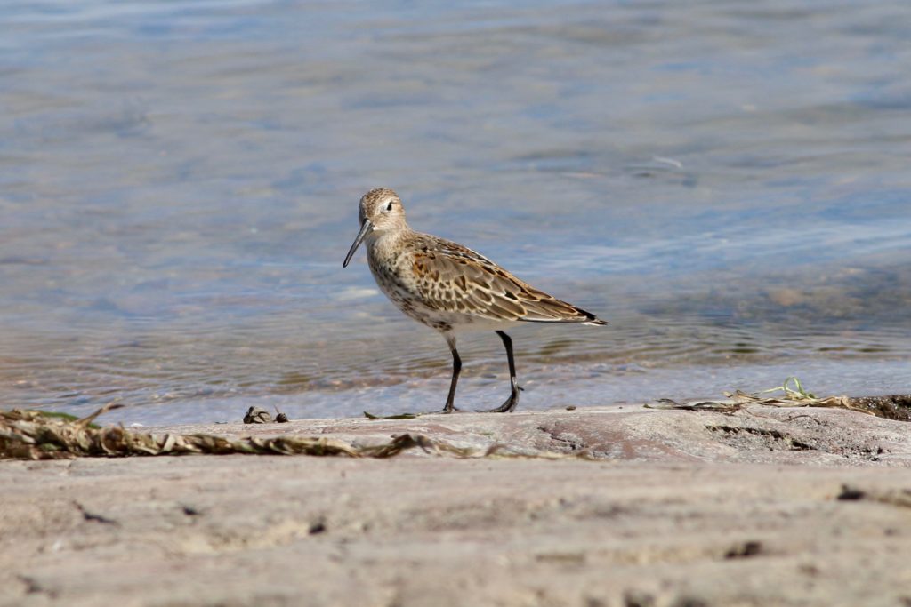 Saving Shorebirds from a Changing Climate - The National Wildlife ...
