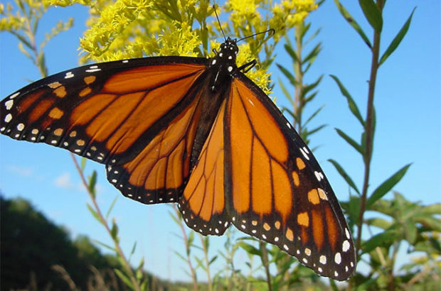 Engaging a Community to Help Monarchs - The National Wildlife ...