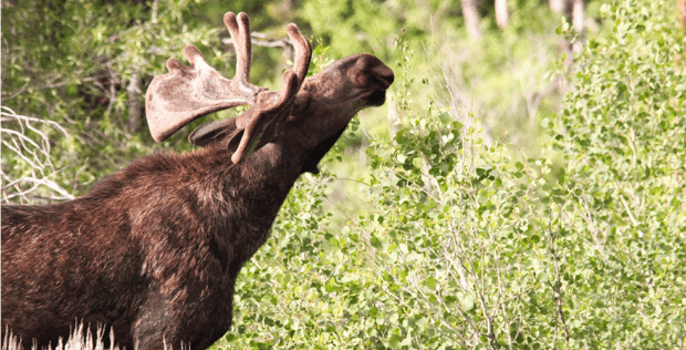 The Zero-Carbon Grid: Save the Moose! - The National Wildlife ...