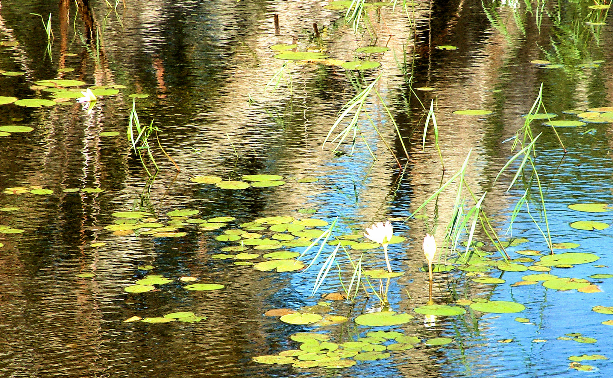 Protecting Waters in Texas - The National Wildlife Federation Blog