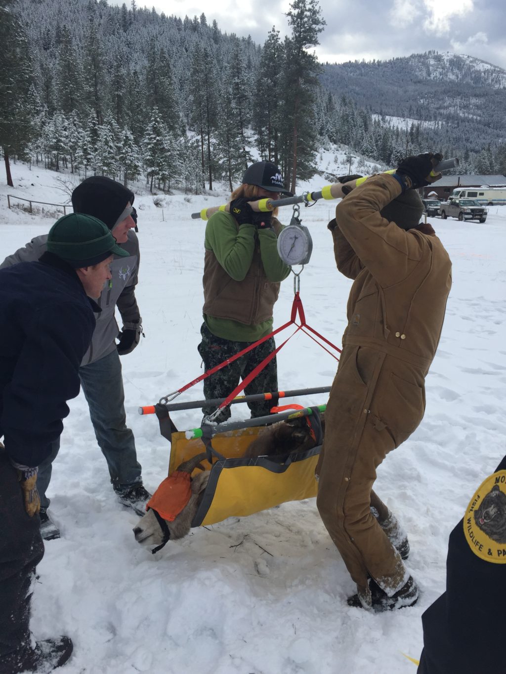 Bighorn Sheep Research Invaluable for Species’ Survival - The National ...