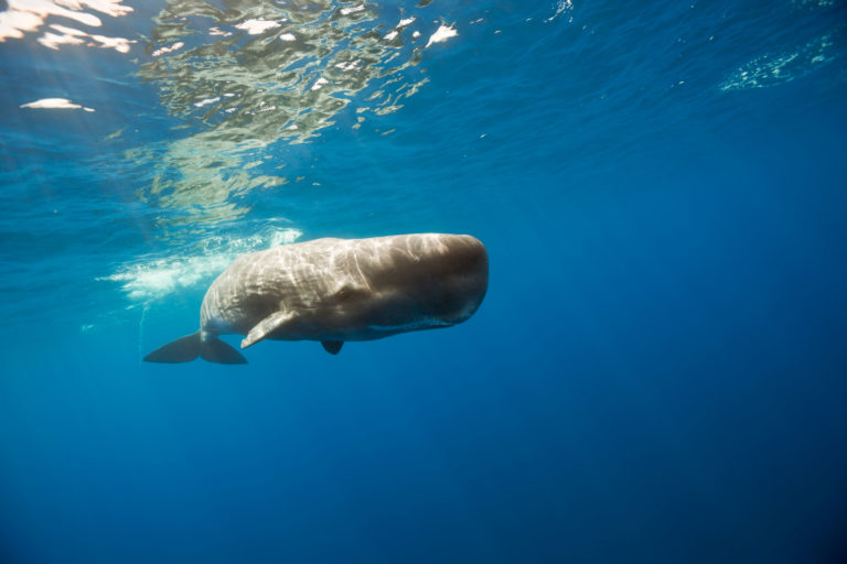 7 Facts About Sperm Whales - The National Wildlife Federation Blog