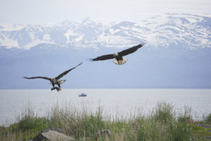 Camp to See Bald Eagles - The National Wildlife Federation Blog