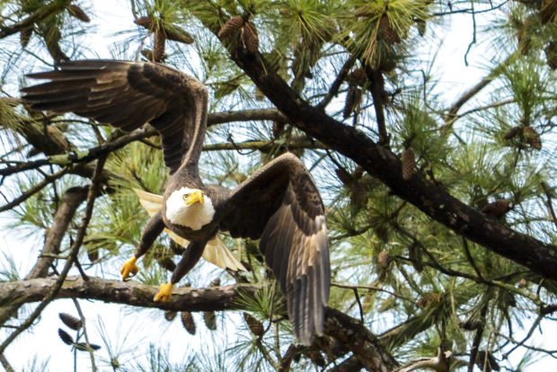 Camp to See Bald Eagles - The National Wildlife Federation Blog