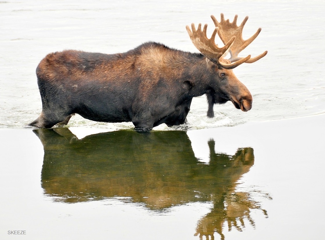 Saving Over a Million Acres of Moose Habitat in Minnesota - The ...