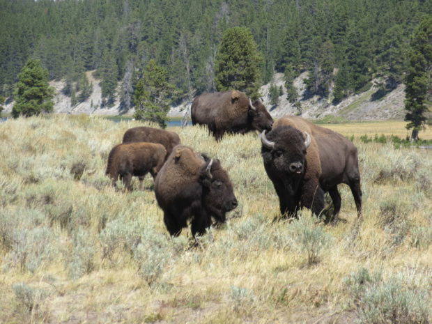 Hear Wildlife Roar! - The National Wildlife Federation Blog