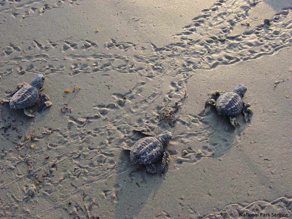 Help the Kemp's Ridley Sea Turtle - The National Wildlife Federation Blog