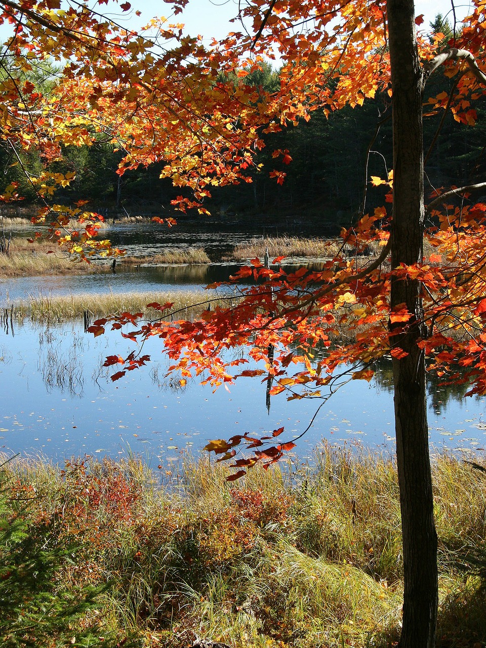 Follow the Fall Foliage - The National Wildlife Federation Blog