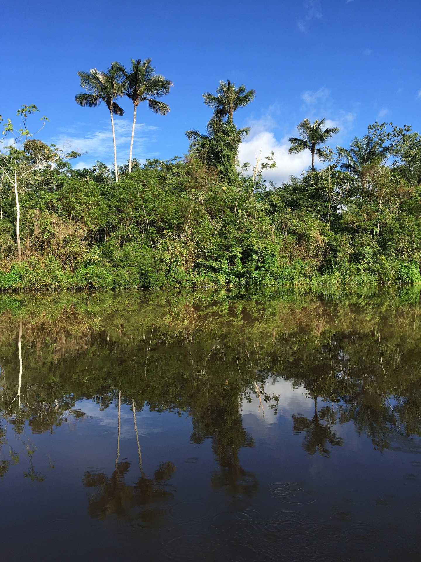 How Engaged Consumers Can Help Protect Wildlife In the Amazon - The ...