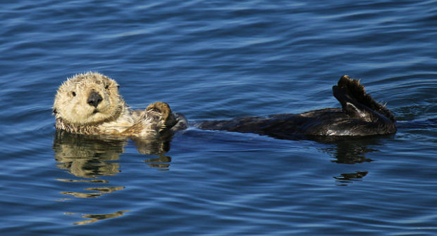 Meet A Few of Our Climate Guardians - The National Wildlife Federation Blog
