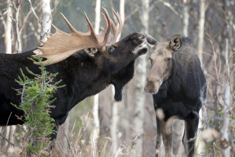 Paris and The West - The National Wildlife Federation Blog