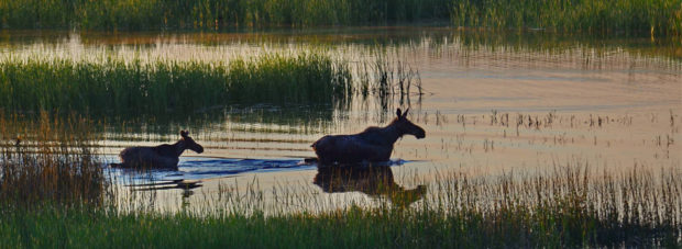 Affiliate of the Week: Minnesota Conservation Federation - The National ...