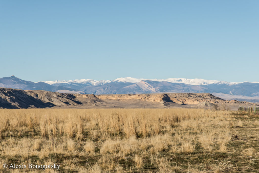 After 131 years, Buffalo Return Home to the Wind River Reservation ...