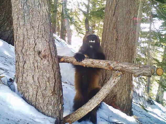 Affiliate of the Week: Conservation Northwest - The National Wildlife ...