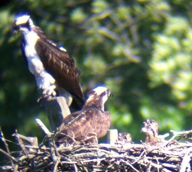 Osprey Families of the Delaware River Basin - The National Wildlife ...