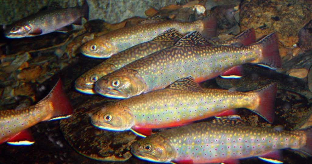 Fish Grow on Trees - The National Wildlife Federation Blog