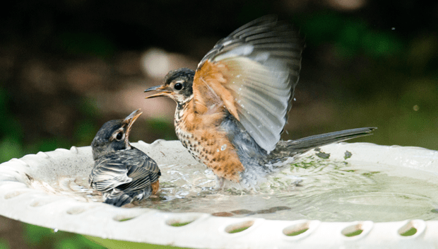 Four Ways to Provide Water for Birds - The National Wildlife Federation ...
