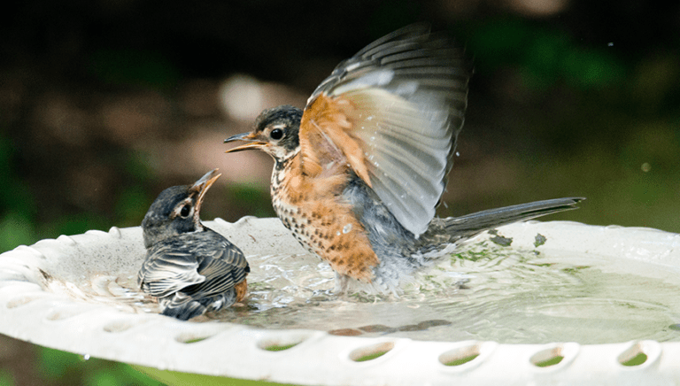 Four Ways to Provide Water for Birds - The National Wildlife Federation ...