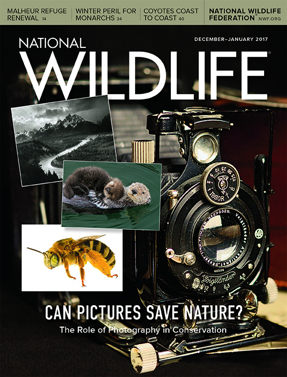 Sharing Wildlife Success Stories - The National Wildlife Federation Blog