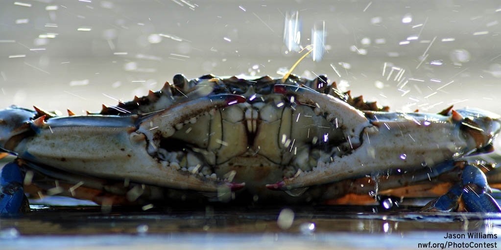 Farming Our Way to a Cleaner Chesapeake Bay - The National Wildlife ...