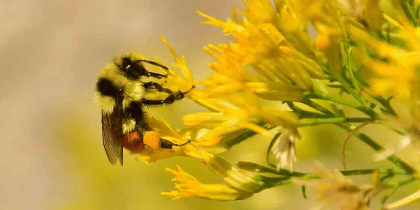 Six Ways to Help Bees and Beesponsible - The National Wildlife ...