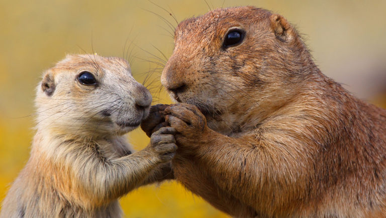 Camp During the Eclipse to See Some Really Wild Animal Behavior - The ...