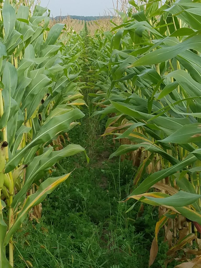 Become a Cover Crop Champion! - The National Wildlife Federation Blog