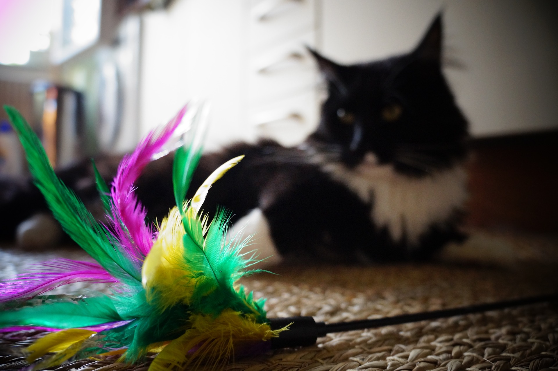 11 Tips to Keep Your Indoor Cat Happy - The National Wildlife ...