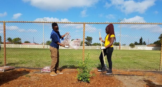 Giving Tuesday - Trees for Wildlife - The National Wildlife Federation Blog